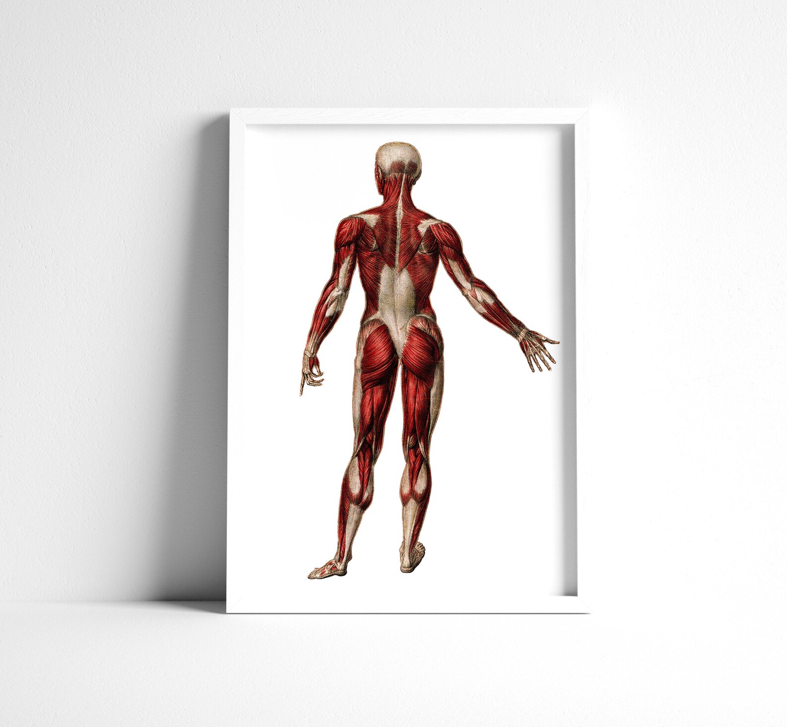 Posterior Muscular System Whole Body Vintage Human Anatomy Art - Etsy
