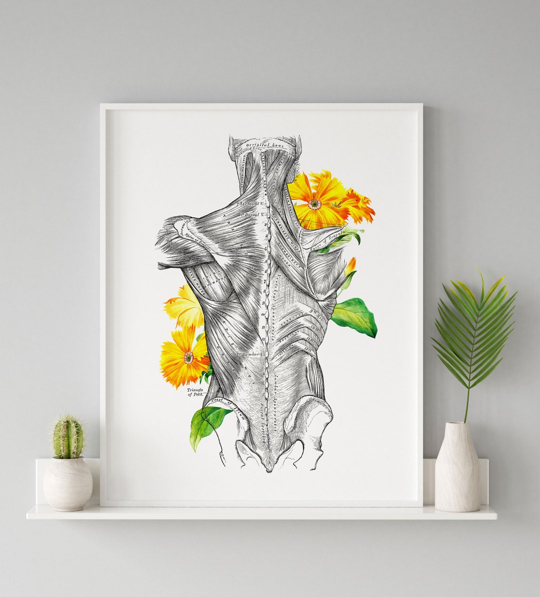 Muscles of the Back Floral Vintage Human Anatomy Art Orange Flower ...