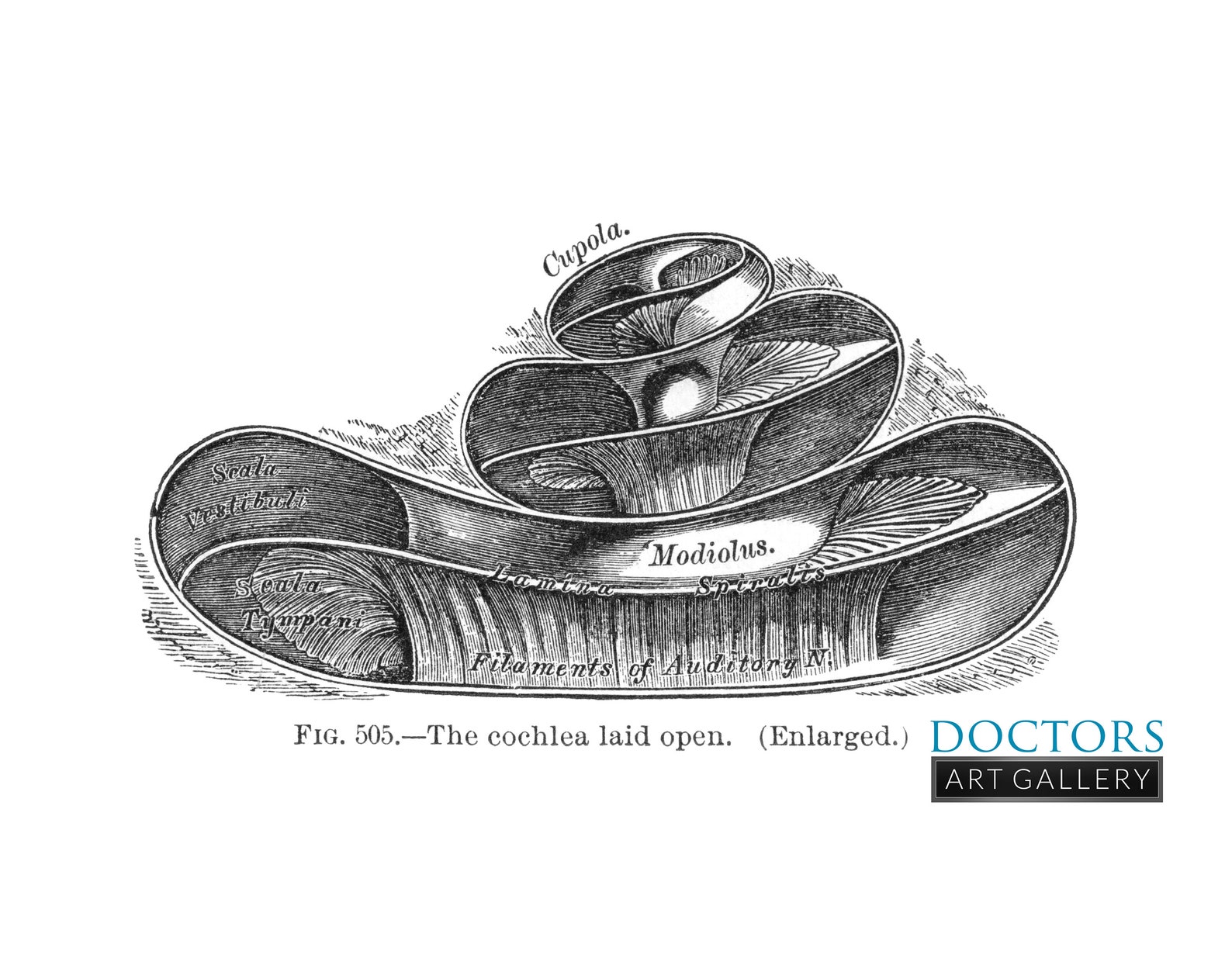 Cochlea Laid Open Audiology ENT Vintage Anatomy Art Print Ear | Etsy