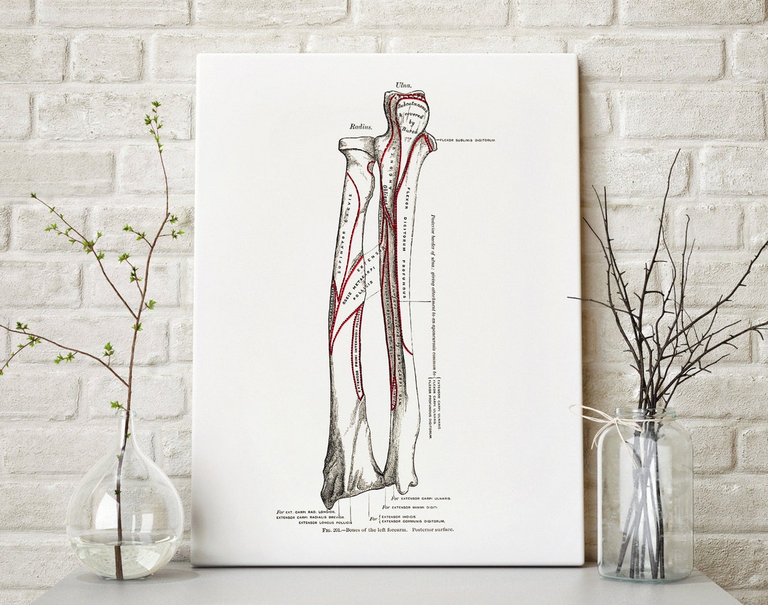Avant-bras Ulna Radius Osteology Ortho vintage Anatomie humaine ...