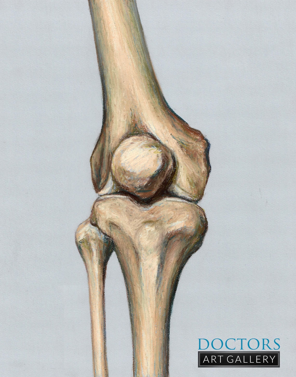 Knee joint Leg Patella Femur Tibia Fibula Bone Osteology Human - Etsy.de