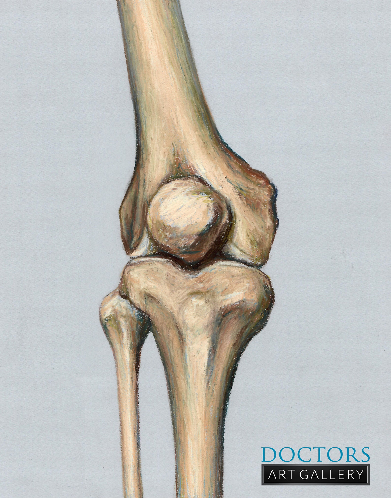 Knee joint Leg Patella Femur Tibia Fibula Bone Osteology Human - Etsy.de
