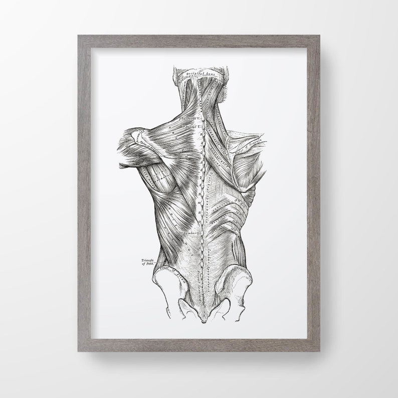 Muscles of the Back Vintage Human Anatomy Art Print Medical - Etsy