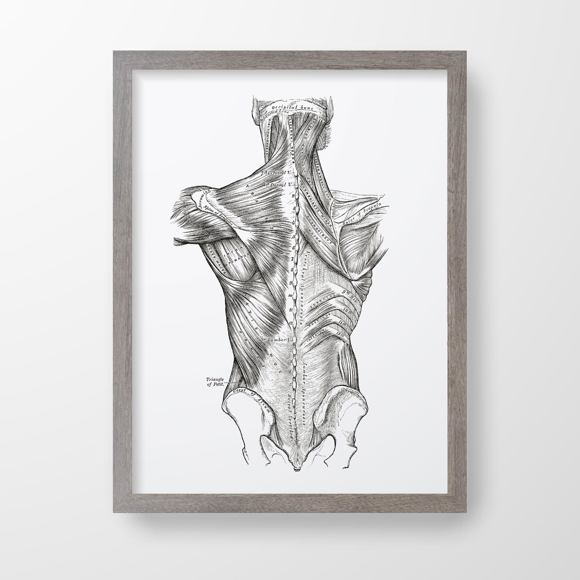 Muscles of the Back Vintage Human Anatomy Art Print - Etsy