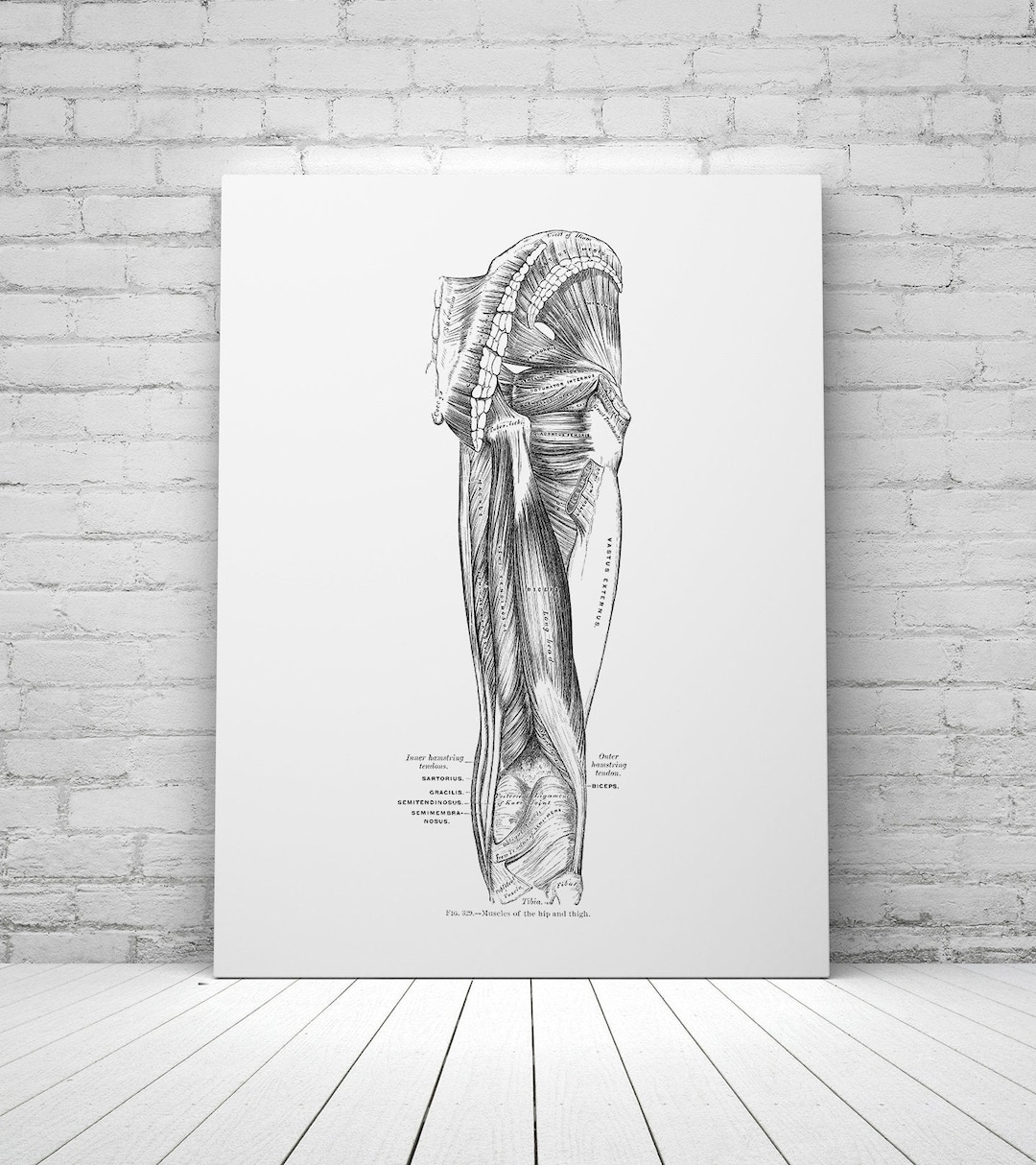 Hamstring Gluteus Vintage Human Anatomy Leg Muscle Art Print - Etsy