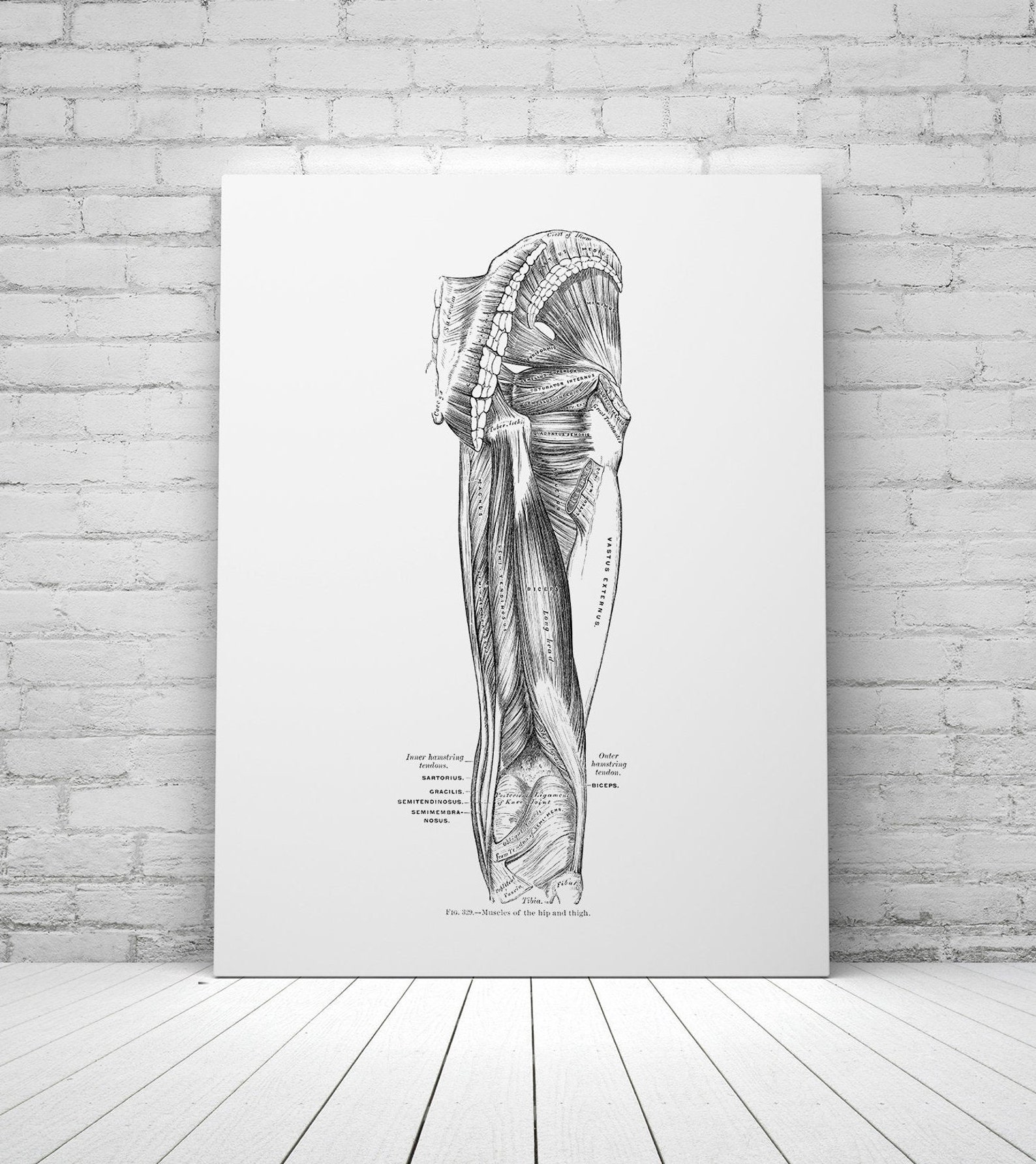 Hamstring Gluteus Vintage Human Anatomy Leg Muscle Art Print | Etsy