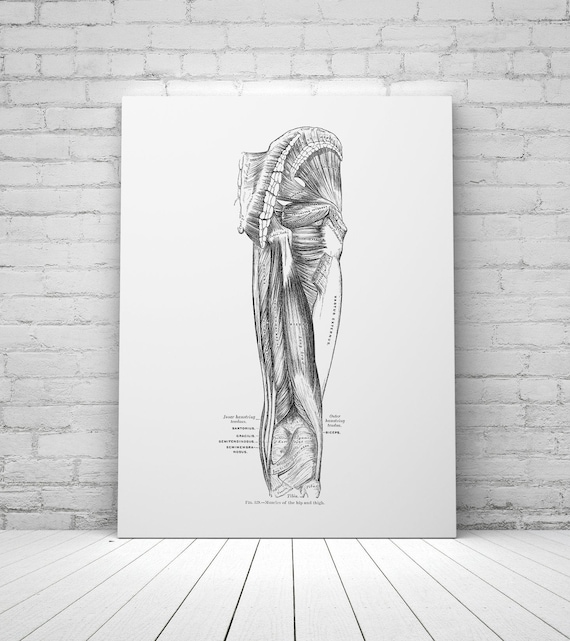 Hamstring Gluteus Vintage Human Anatomy Leg Muscle Art Print | Etsy