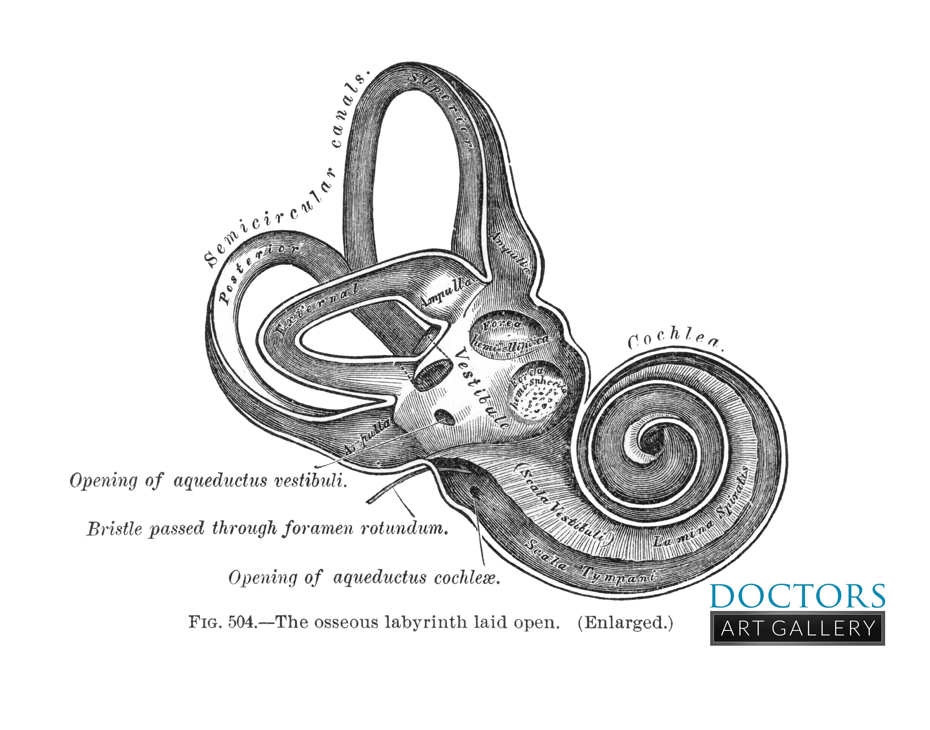 Labyrinth Inner Ear Photos To Color The Fossil Ear : An Open Way To