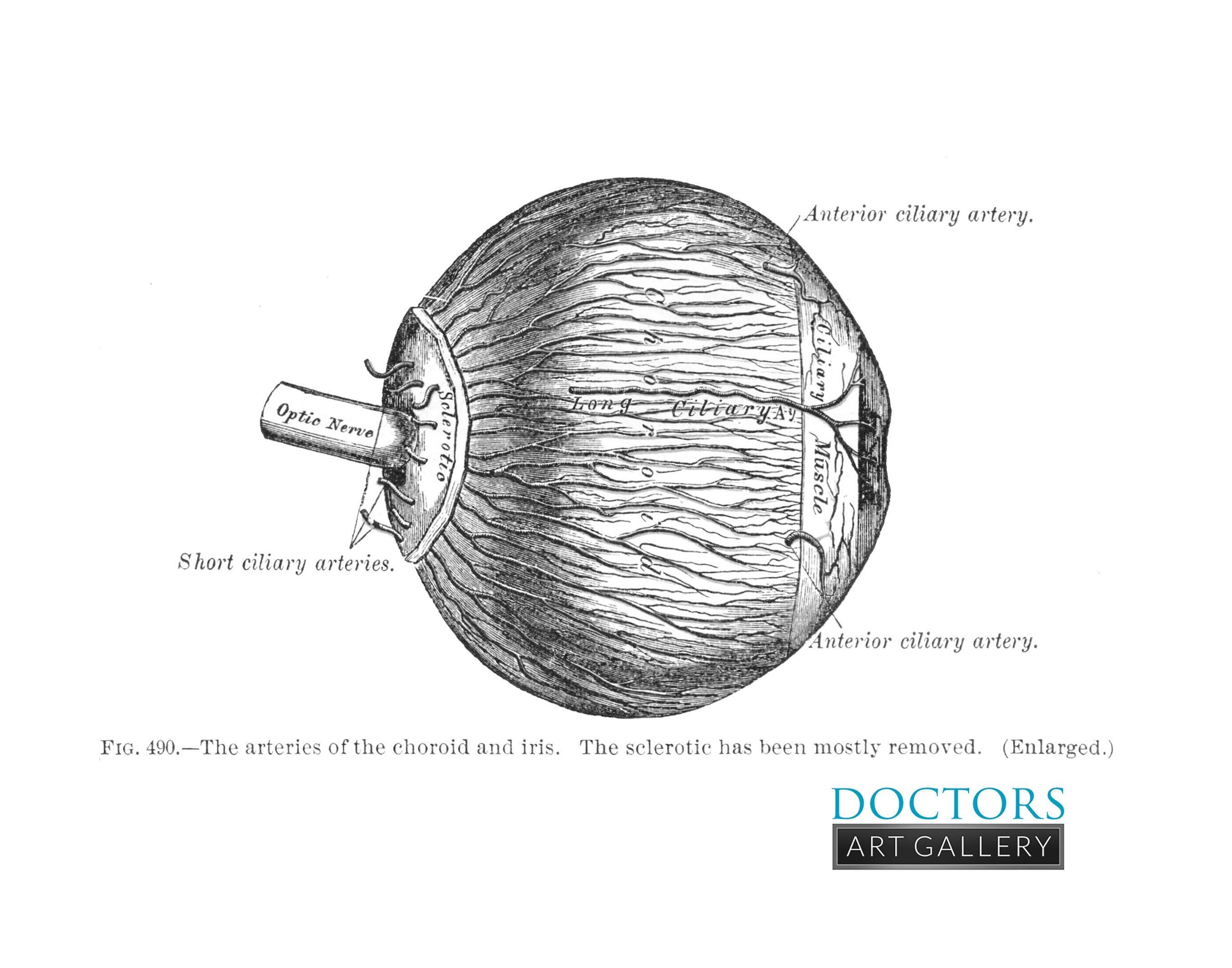 Eye Choroid Arteries Optic Nerve Optometry Ophthalmology Vintage ...