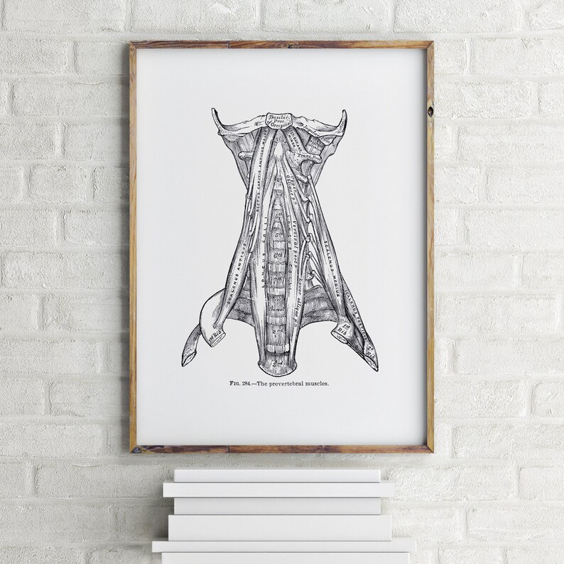 Prevertebral Neck Muscle Longus Colli Scalenus Vintage Human Anatomy ...