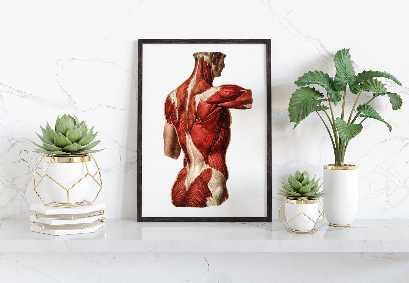 Muscles of the Back Vintage Human Anatomy Art Print - Etsy