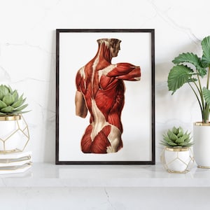 Muscles of the Back Vintage Human Anatomy Art Print - Etsy