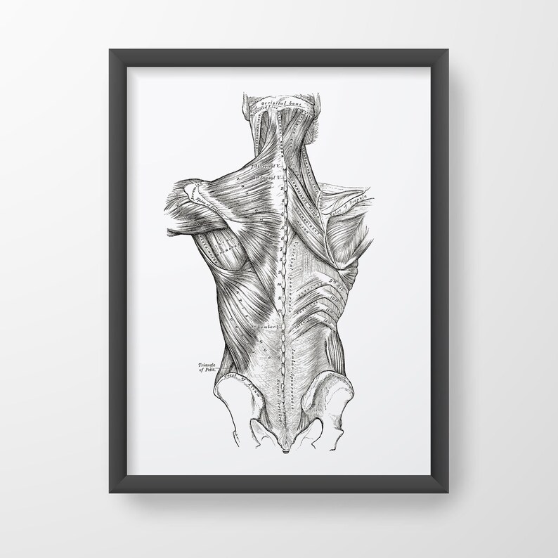 Muscles of the Back Vintage Human Anatomy Art Print - Etsy