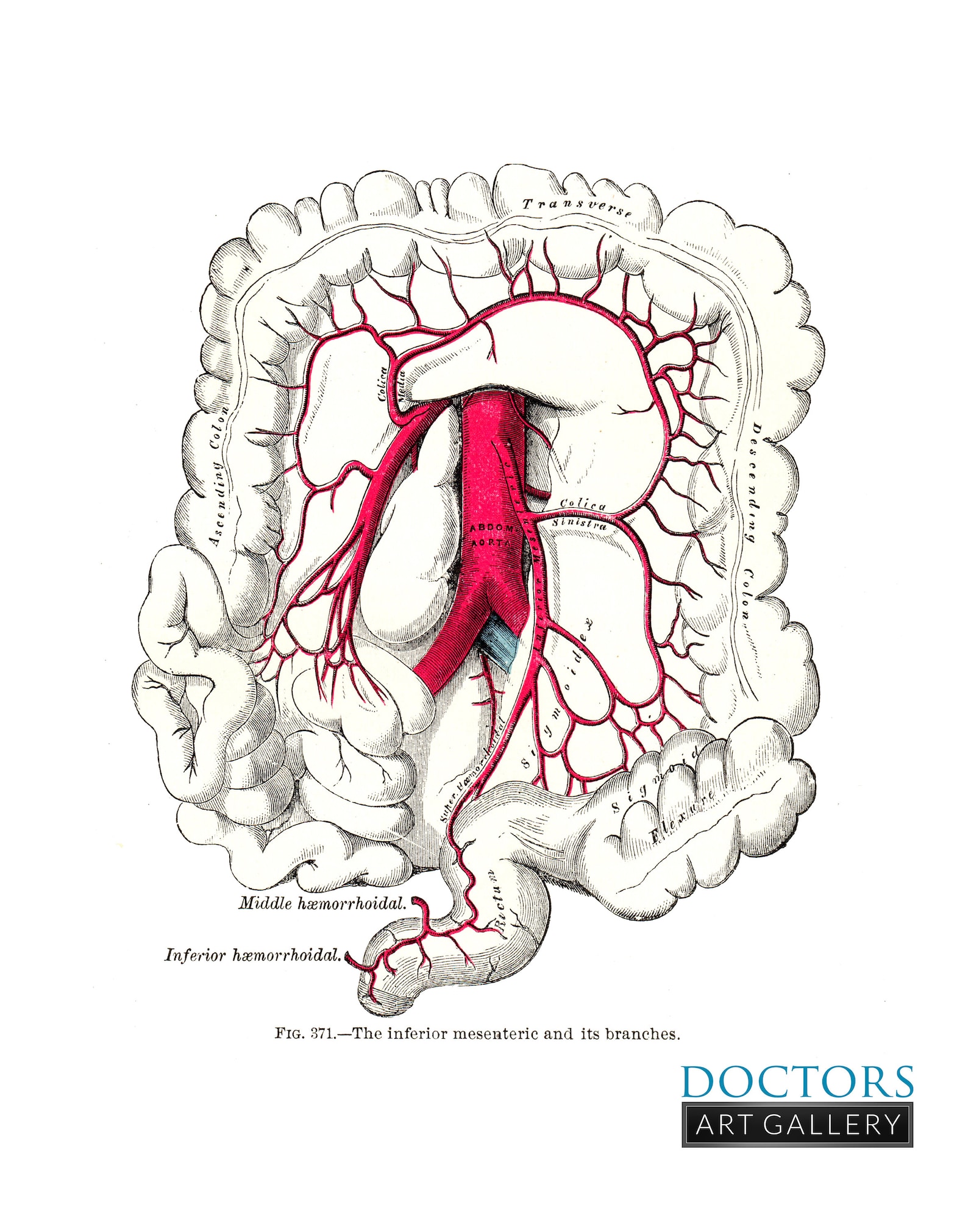 Internal Anatomy Inferior Mesenteric Artery Small Intestine Transverse ...