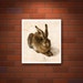 Rabbits Jackrabbits Young Hare Albrecht Dürer FINE ART - Etsy Sweden