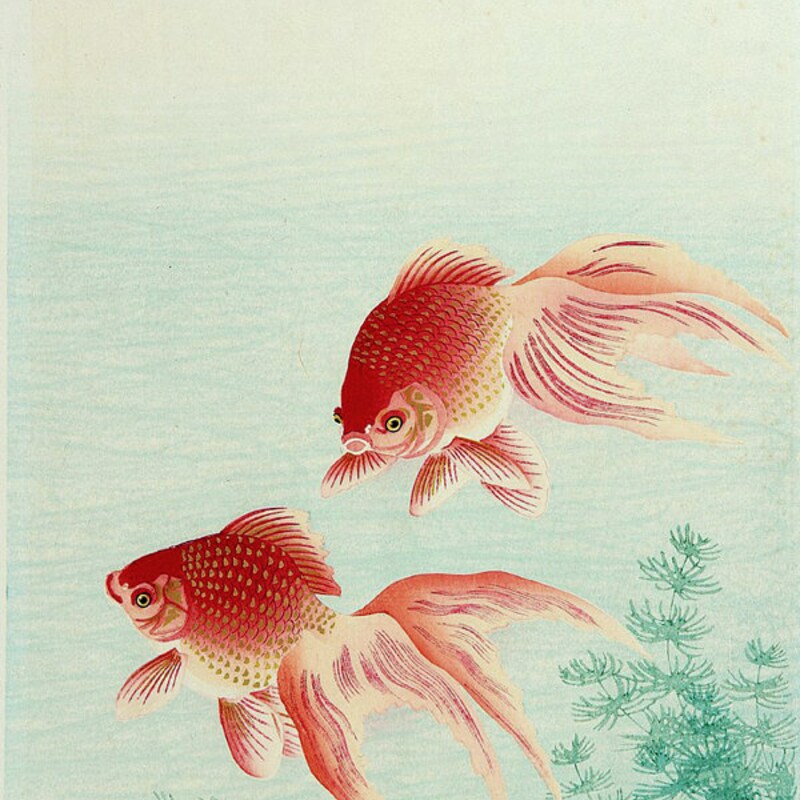 Japanese Goldfish - Etsy