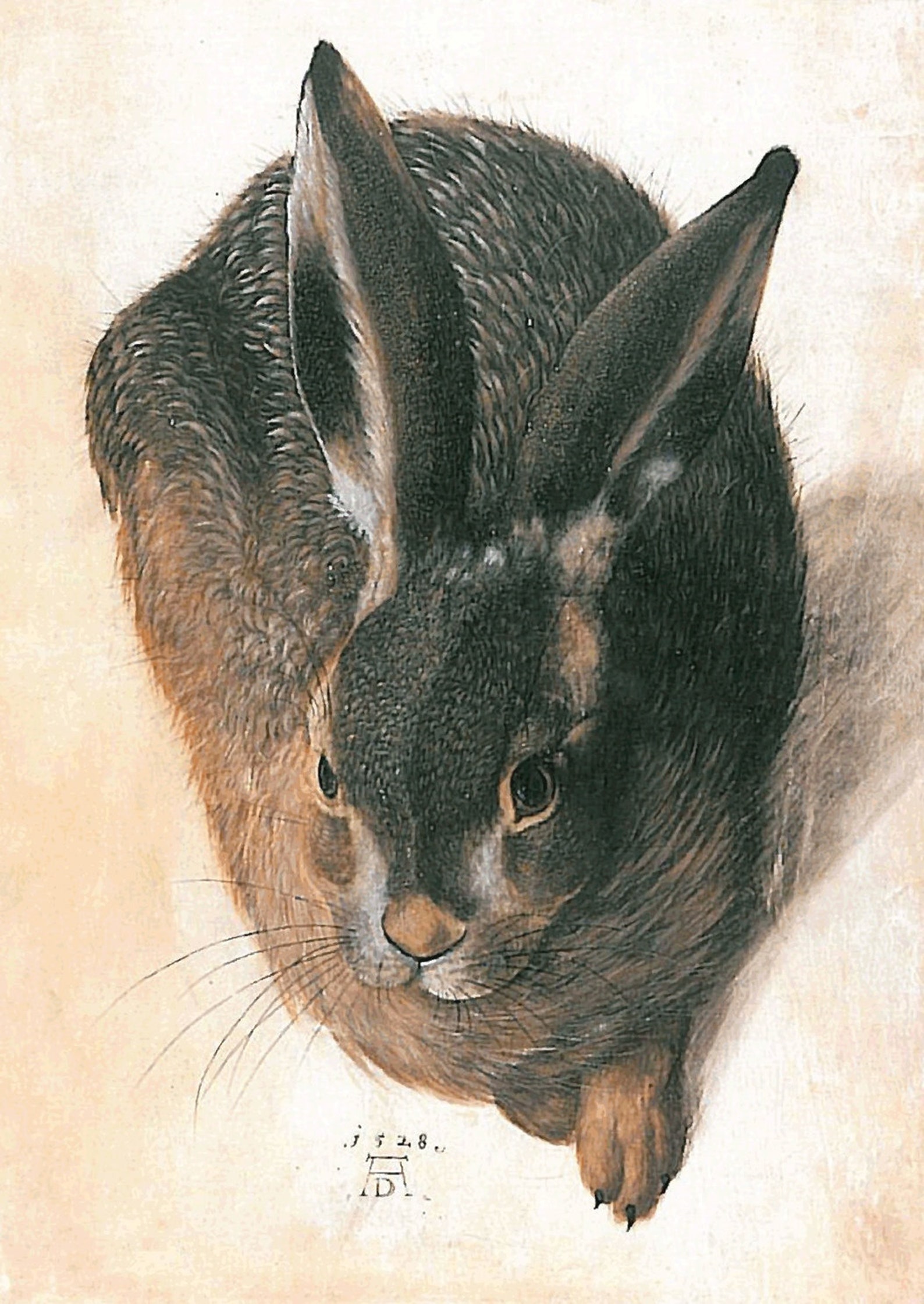 Rabbits, Jackrabbits, Hare Albrecht Dürer FINE ART PRINT, Animal Art ...