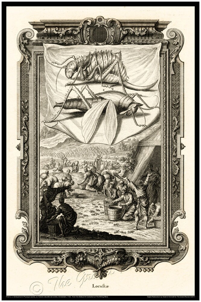 Biblical Plague of Locusts Print - Scheuchzer - Physica Sacra 1731-1735 ...