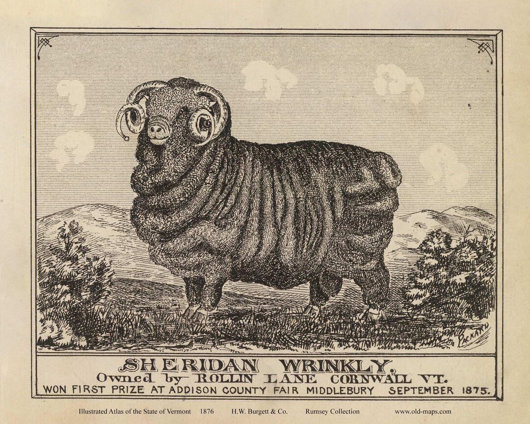 Picture of Merino Ram Sheridan Wrinkly 1876 Middlebury Vermont 066f Vt ...