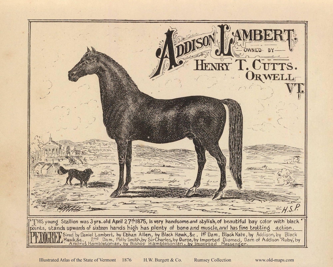 Picture of Horse Addison Lambert 1876 - Orwell Vermont Print 25a Vt ...