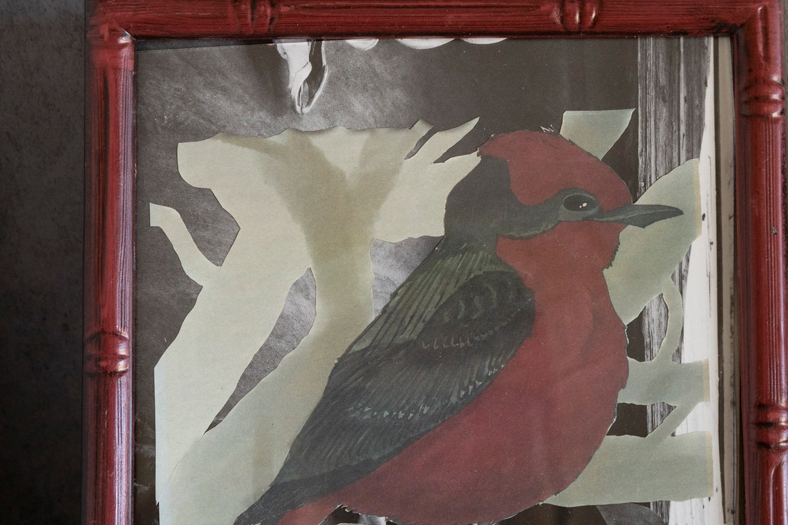 Vintage Robin/bird/cardinal in Wood Frame With Glass - Etsy