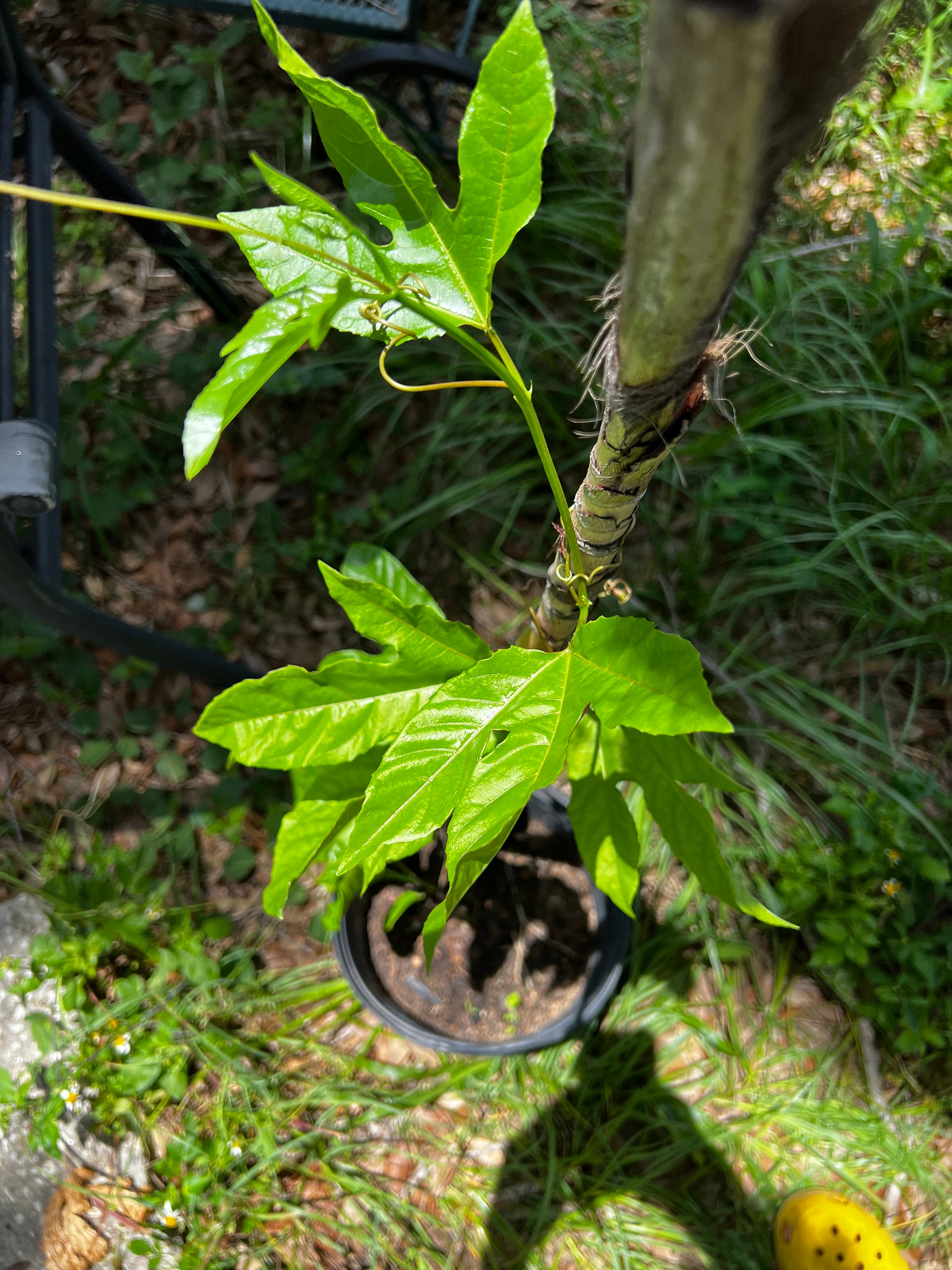 Yellow Giant Passion Fruit Seeds Maracuja Amarelo Gigante Maracuyá ...