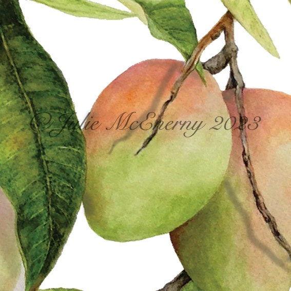 Mango Botanical Print A4 Size by Australian Artist Julie Mcenerny - Etsy