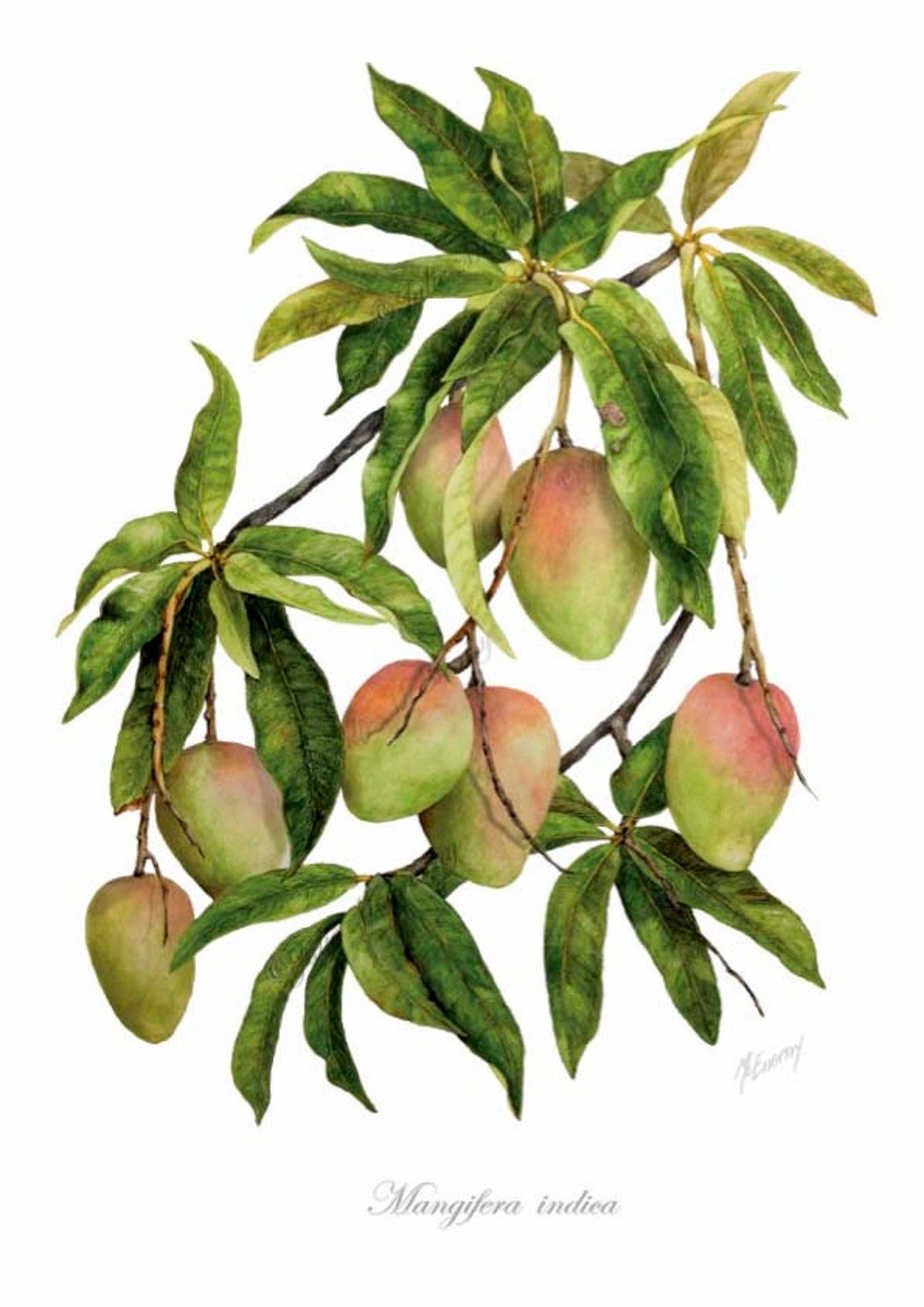 Mango Botanical Print A4 Size by Australian Artist Julie Mcenerny - Etsy