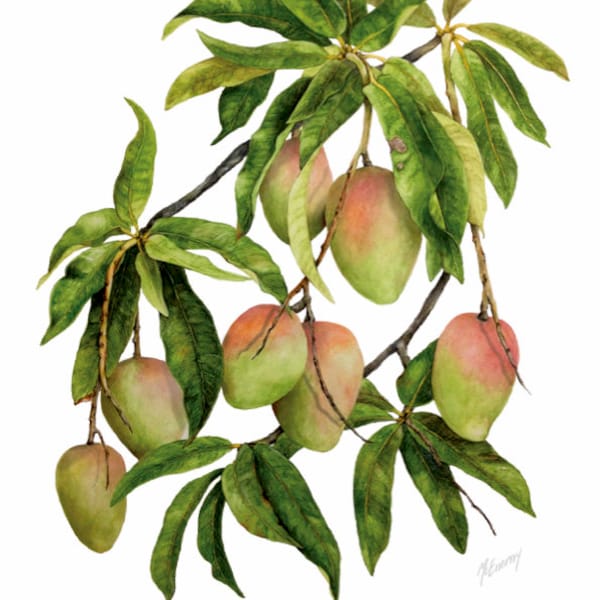 Mango Print - Etsy