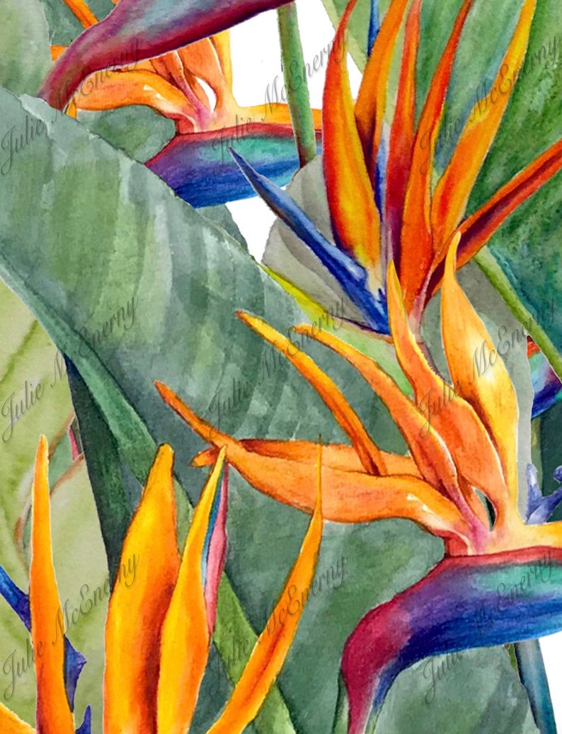 Bird of Paradise Flower, Strelitzia Print, A5 Size by Australian Artist ...