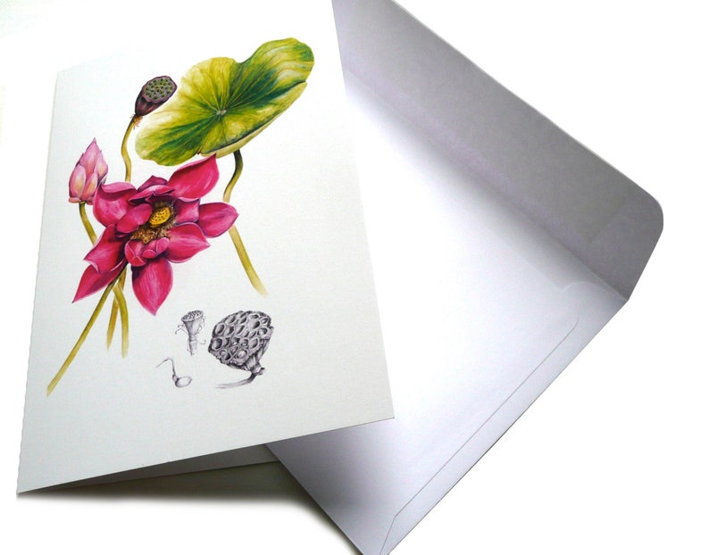 Pink Lotus Botanical Card Original Illustration by Australian - Etsy