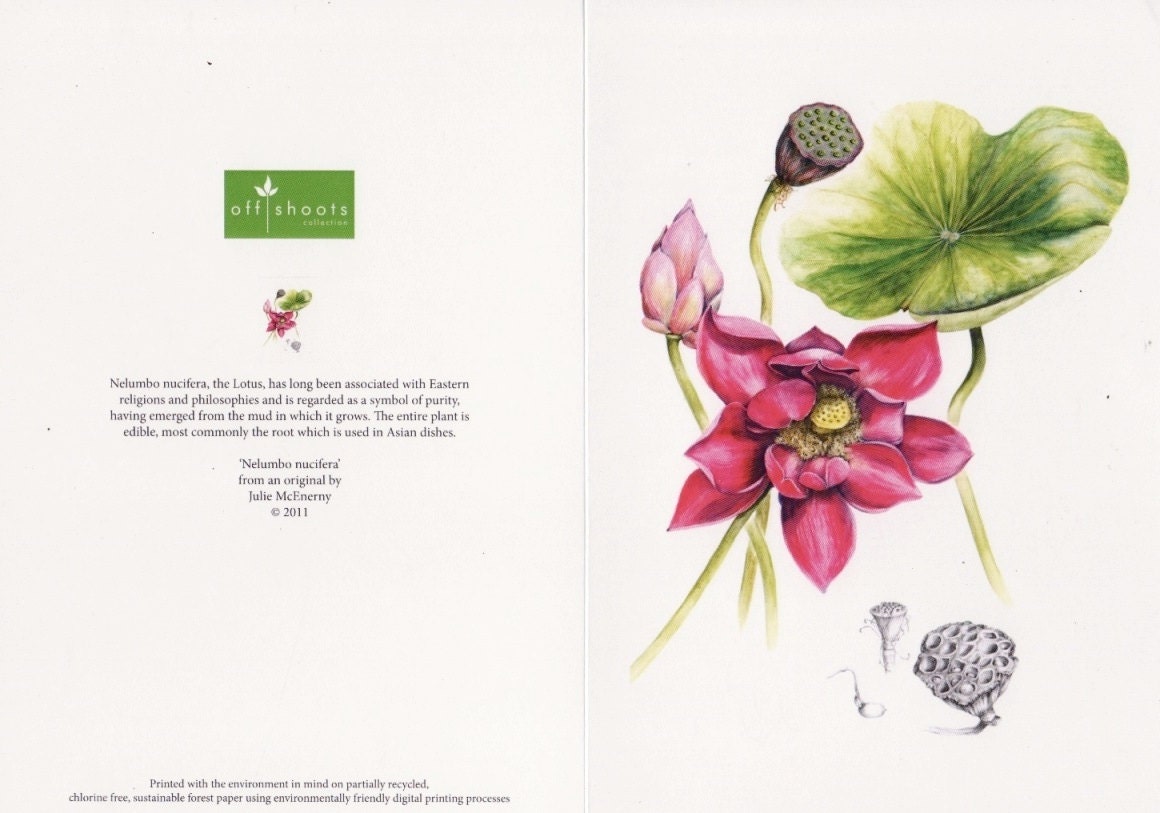 Pink Lotus Botanical Card Original Illustration by Australian | Etsy