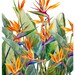 Bird of Paradise Flower, Strelitzia Print, A5 Size by Australian Artist ...