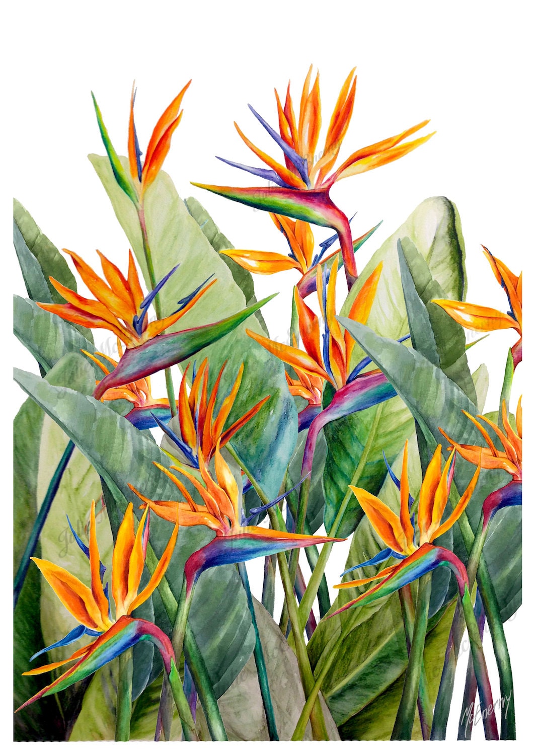 Bird of Paradise Flower, Strelitzia Print, A5 Size by Australian Artist ...