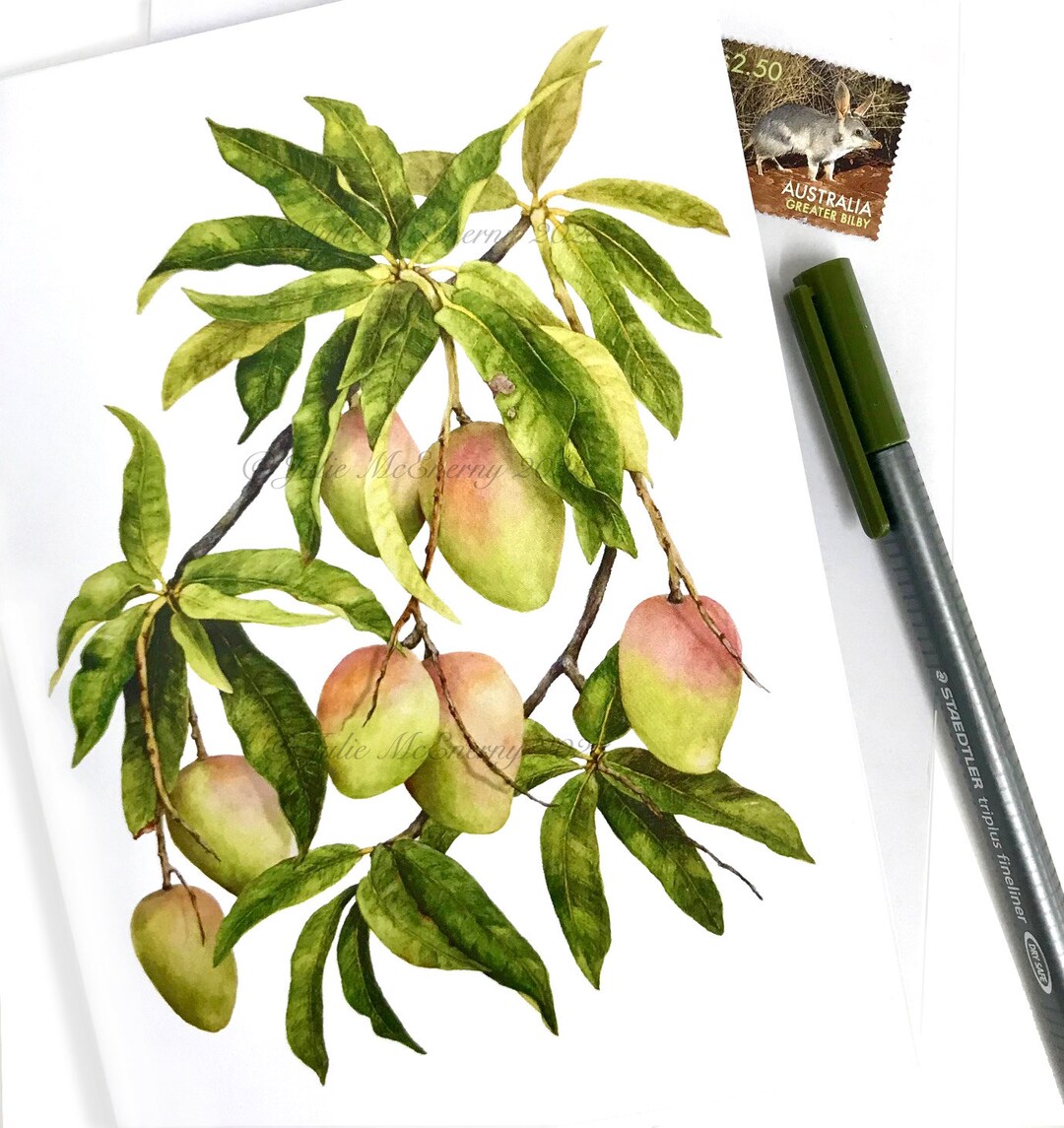 Mango Botanical Card Featuring Original Artwork by Australian Artist ...