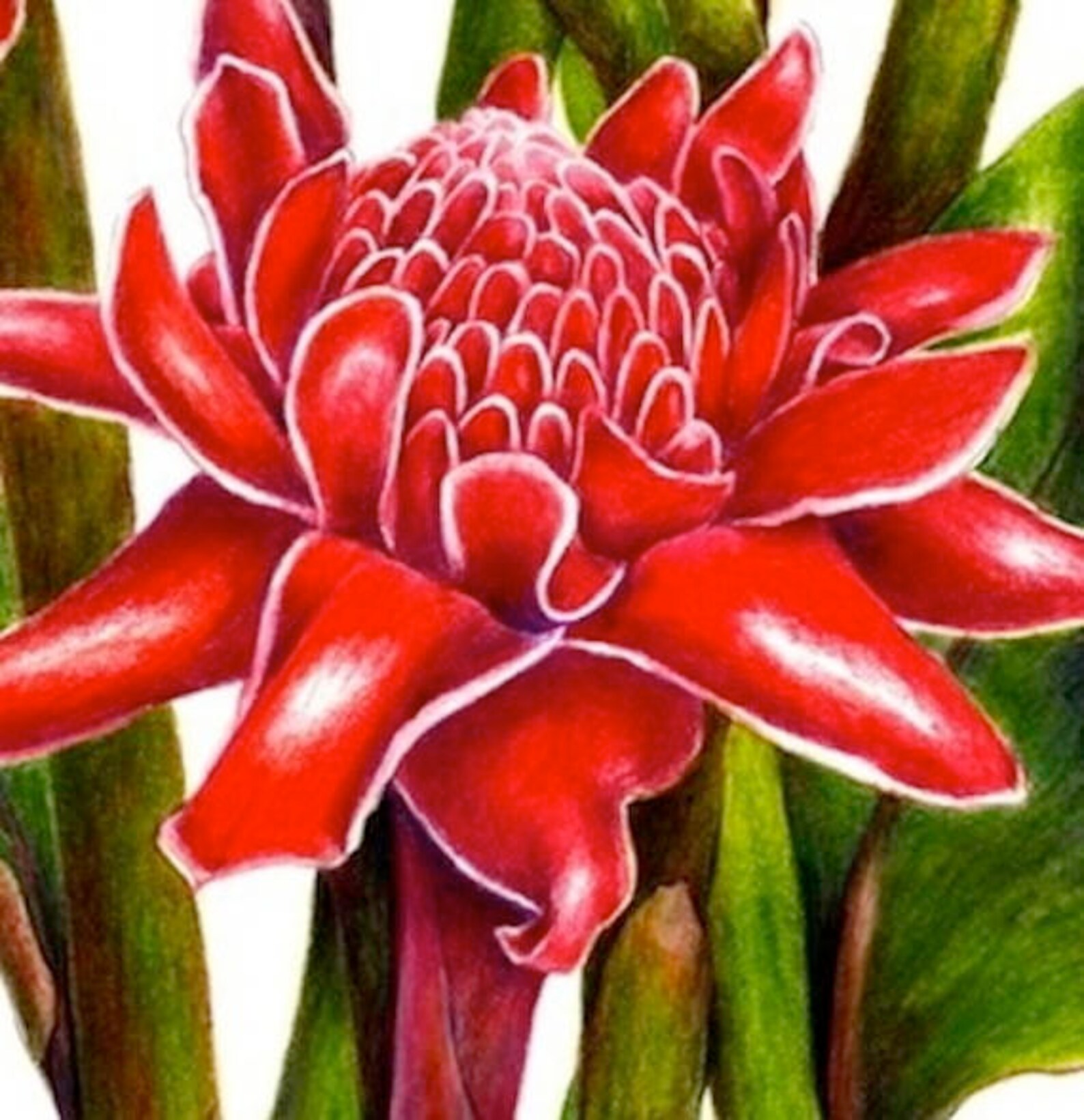 Tropical Torch Ginger Botanical Print A4 Size by Australian - Etsy