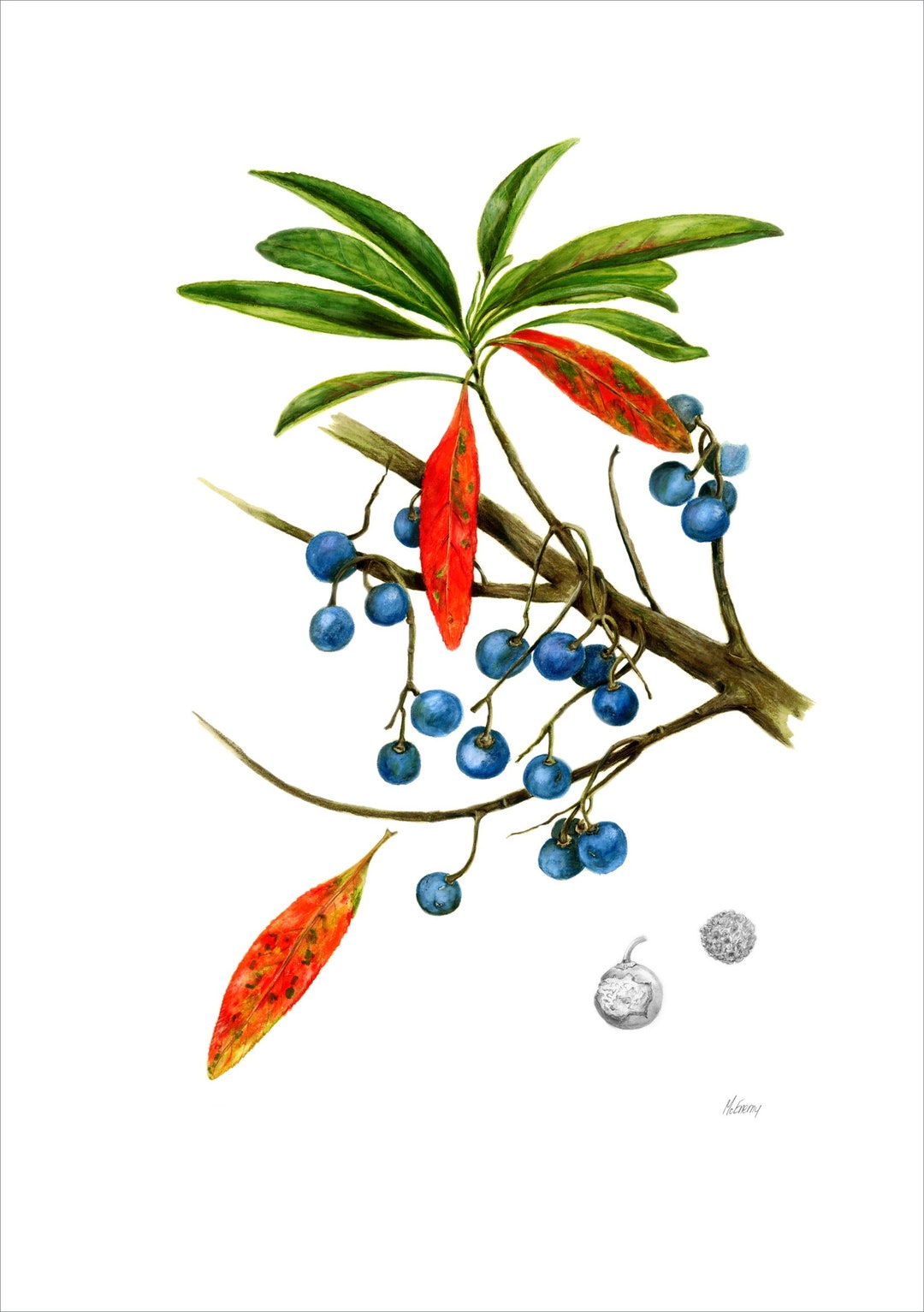 Australian Blue Quandong Botanical Print, A4 Size, From Original ...