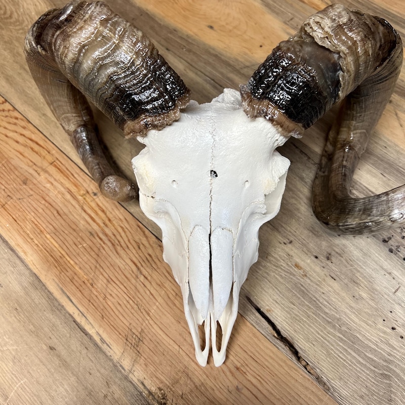 Real Ram Skull - Etsy