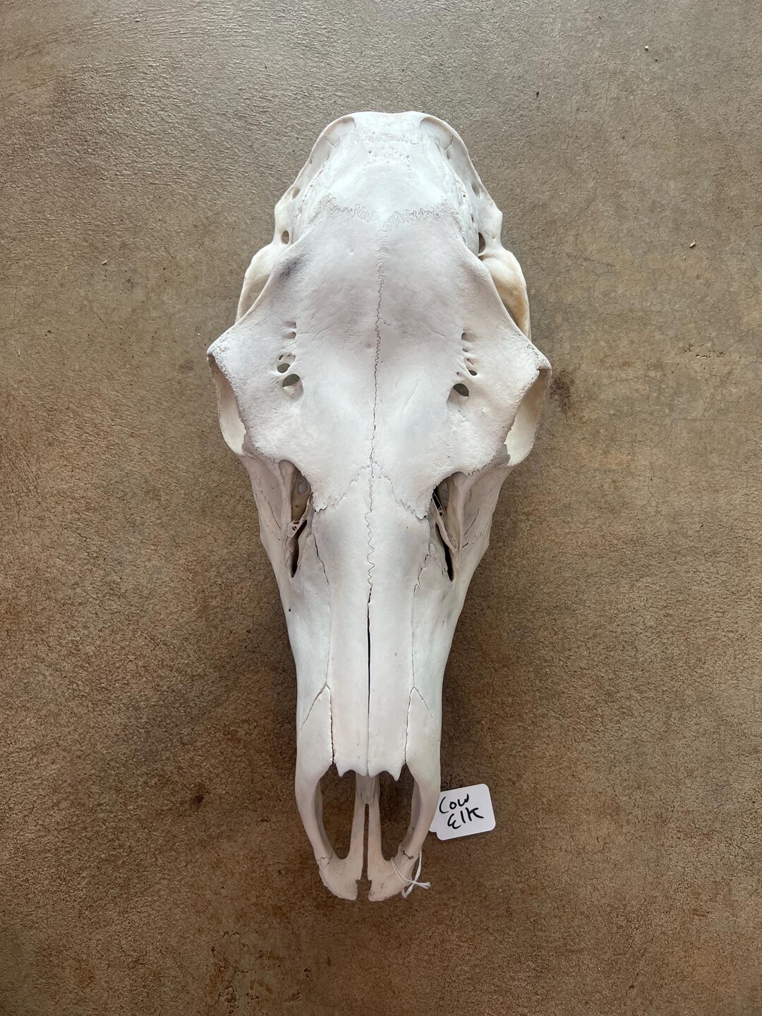 Real Cow Elk Skull - Etsy