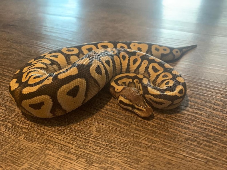 Snake Skin Shed Bag Natural Python Snake Shed Various Sizes - Etsy