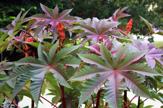 Red Leaf Castor Bean Palmcrist Palma Christi 10 Seeds | Etsy