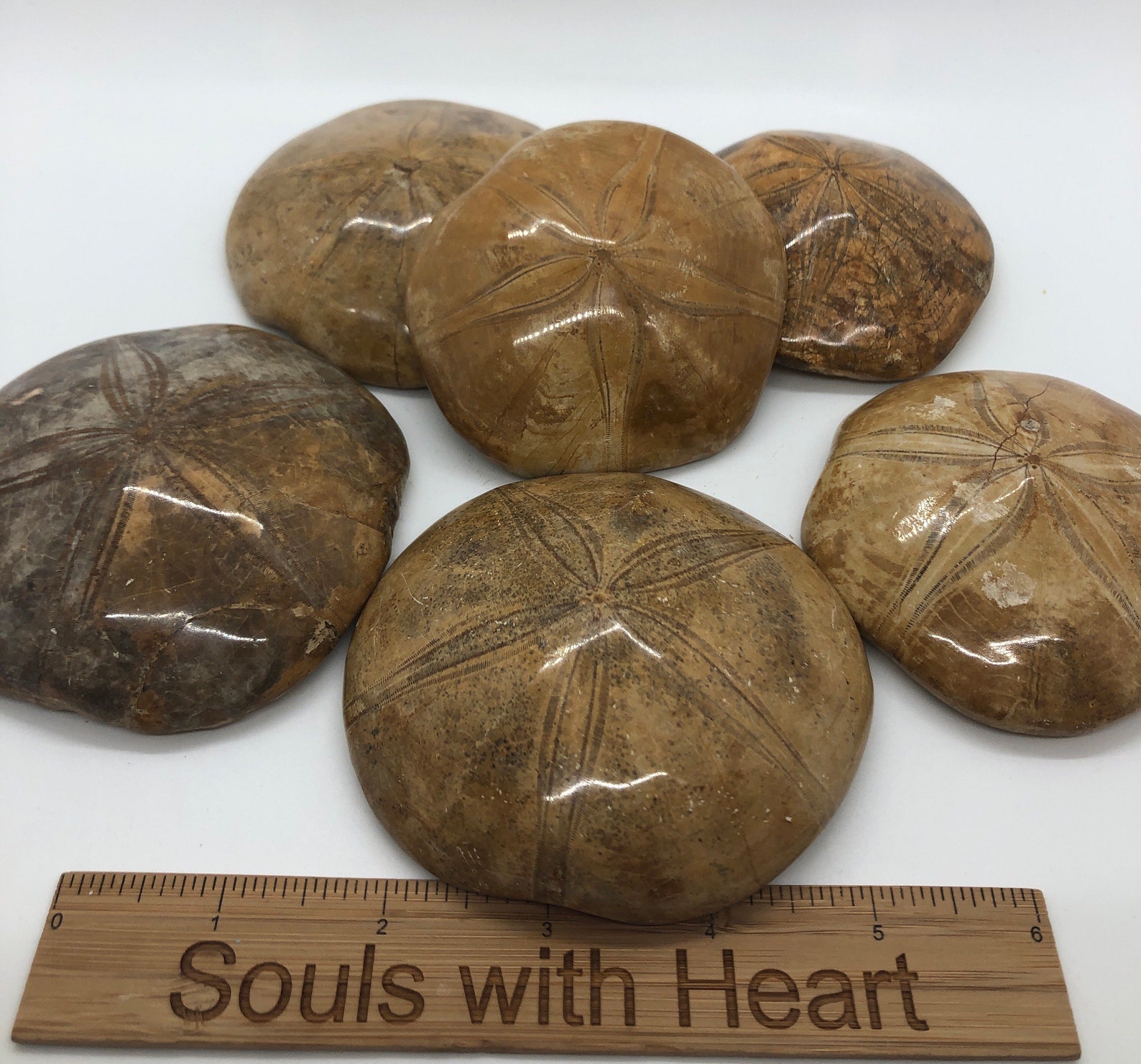 Sand Dollar, Sea Biscuit, Sand Cake, Polished Large Sand Dollar ...