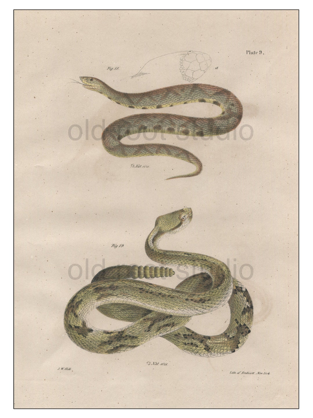 Snakes, Original Antique Print, Hand Painted, 1842; Copperhead ...