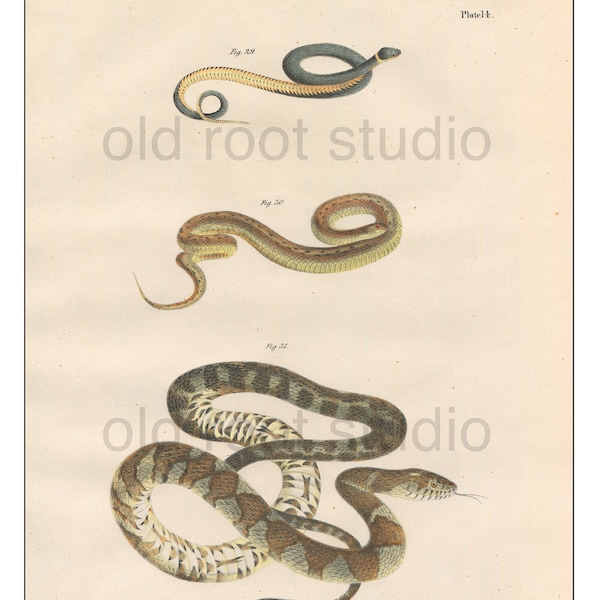 Snake Illustration - Etsy
