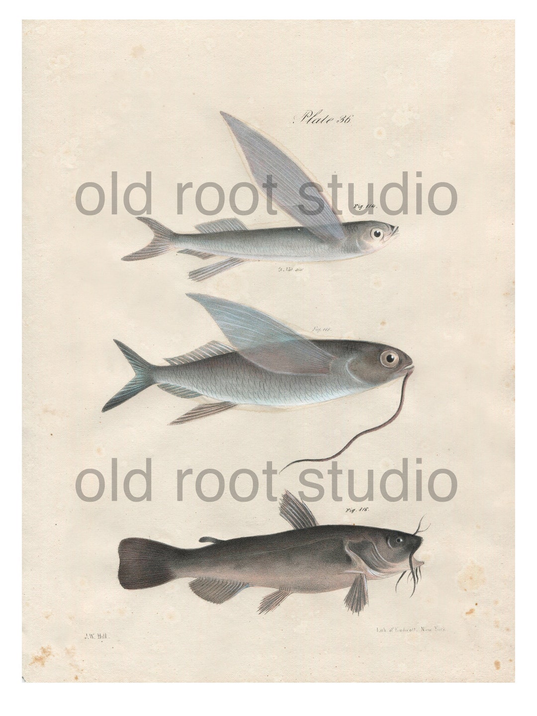 Hand Colored, Original Antique Print of Fish; Flying Fish, Black ...