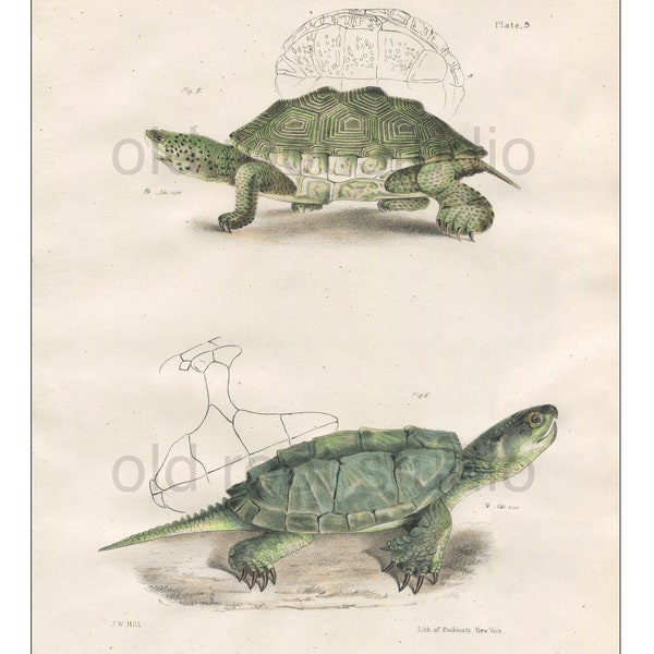 Snapping Turtle - Etsy