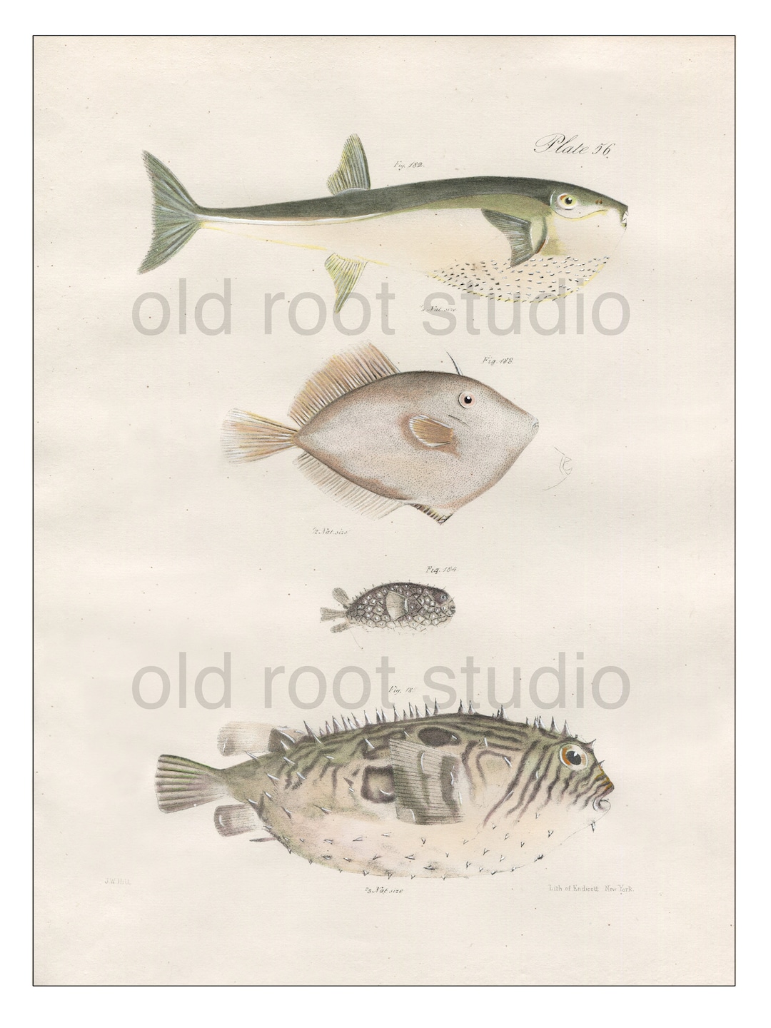 Hand Colored, Original Antique Print of Fish; Puffer Fish, File Fish ...