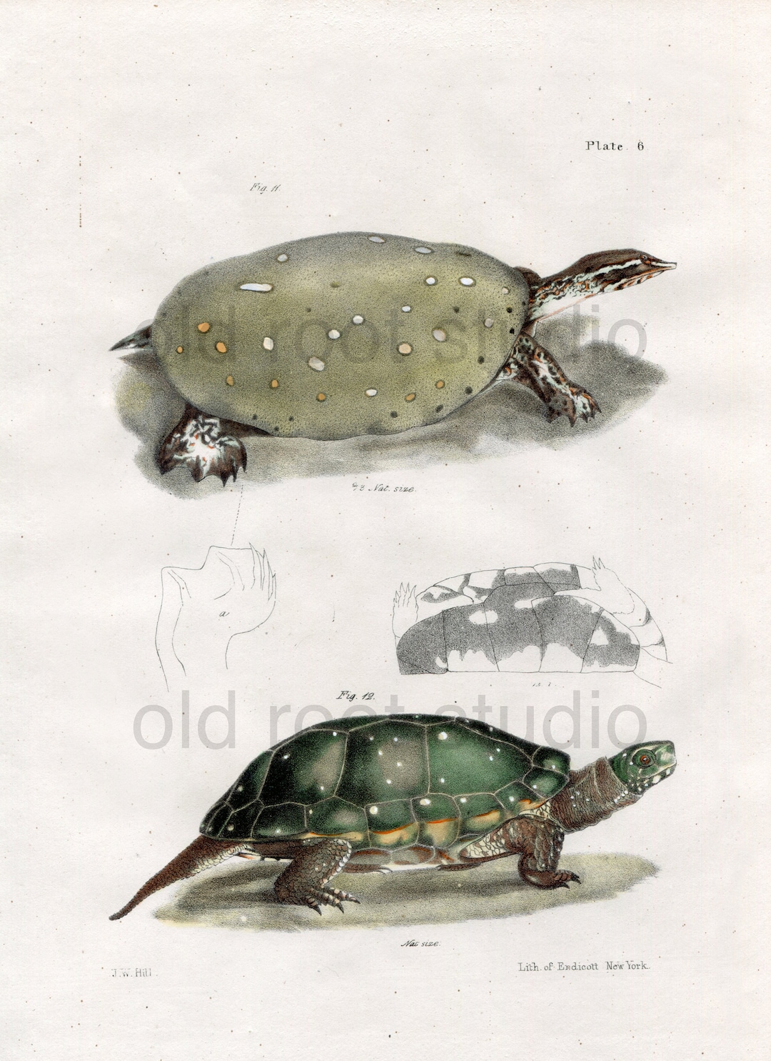 Turtles, Original Antique Print, Hand Painted, 1842; Soft Shelled ...