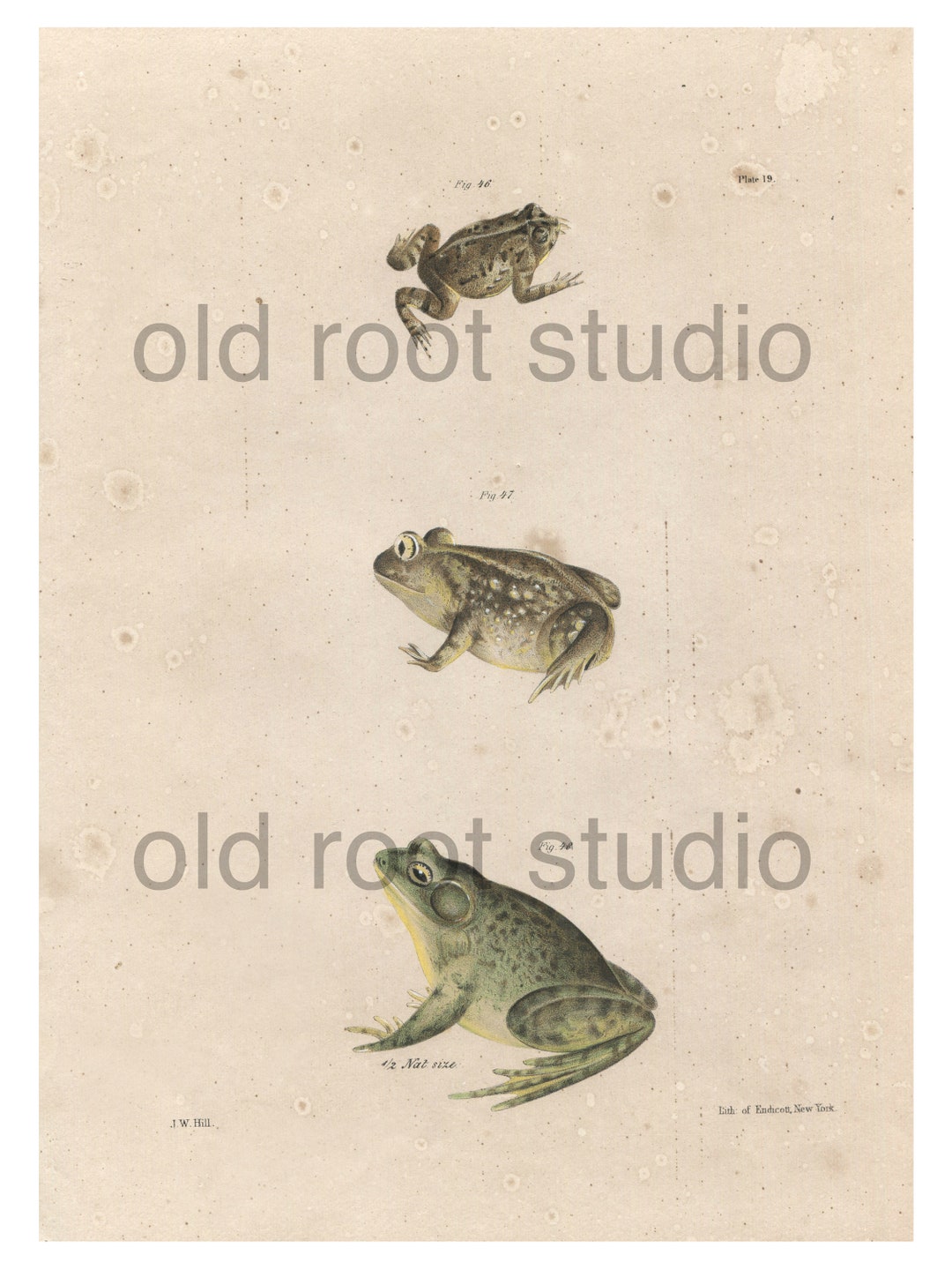 Hand Colored, Original Antique Print of a Common Toad, Spadefoot Toad ...