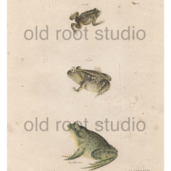 Antique Frog Print - Etsy